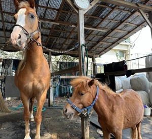 EBISU FARM | ERIC株式会社