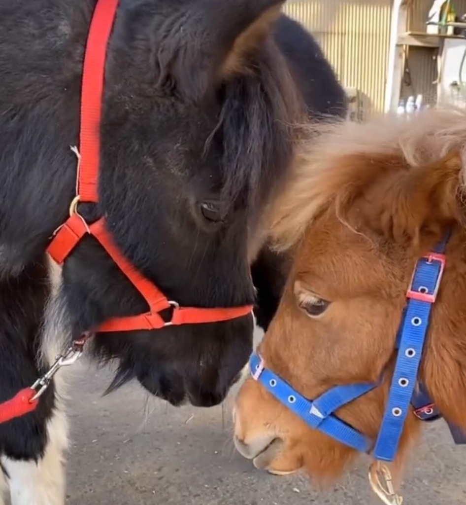 EBISU FARM | ERIC株式会社
